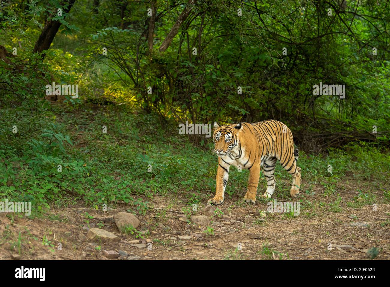 wild bengal female tiger head on walk in natural scenic green ...