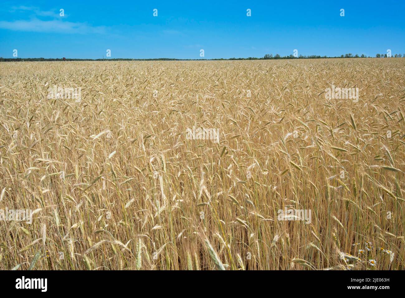 Wheat field, Schipkau, Brandenburg Stock Photo - Alamy