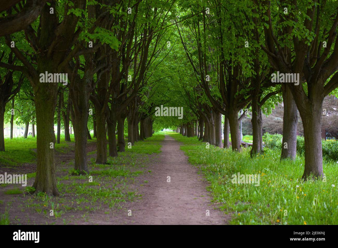 Alley trees in the park landscape Stock Photo - Alamy