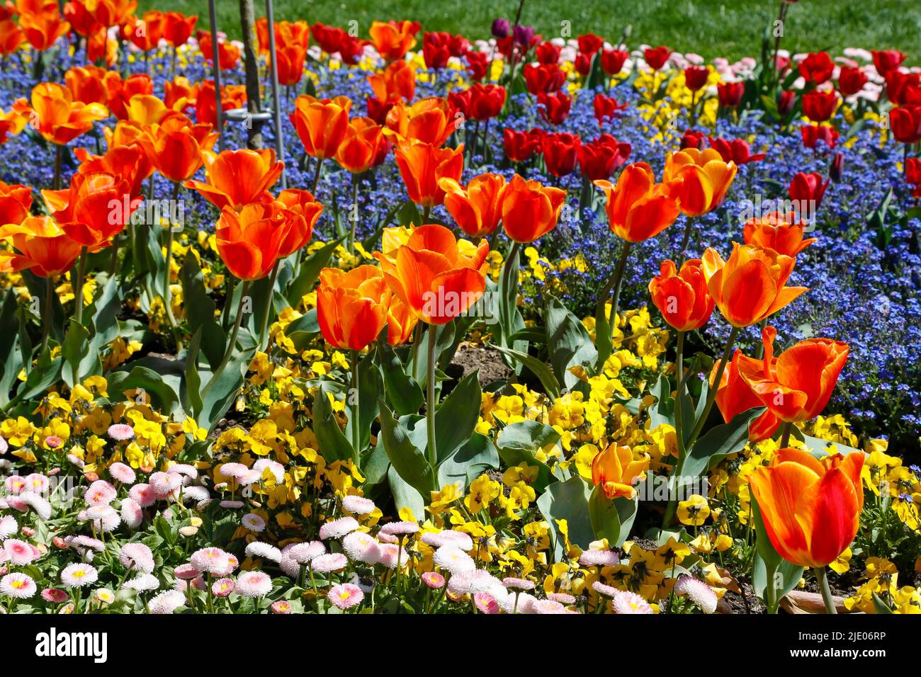 Tulips (Tulipa) in the Rose Garden Ulm, daisies (Bellis perennis ...