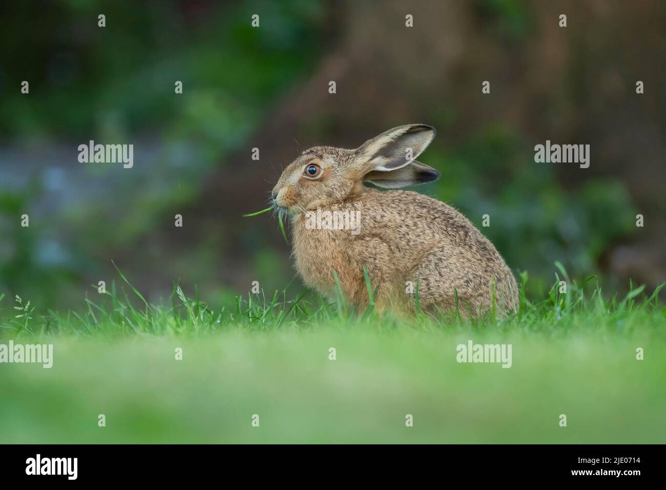 European brown hare (Lepus europaeus) adult feeding on a garden lawn ...