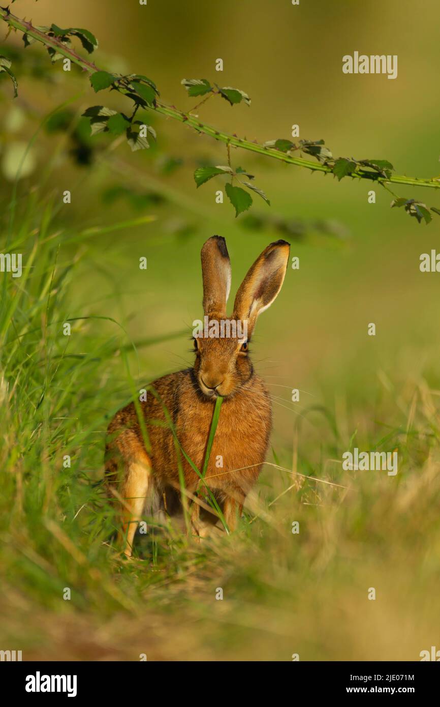 European brown hare (Lepus europaeus) adult feeding on a country path ...