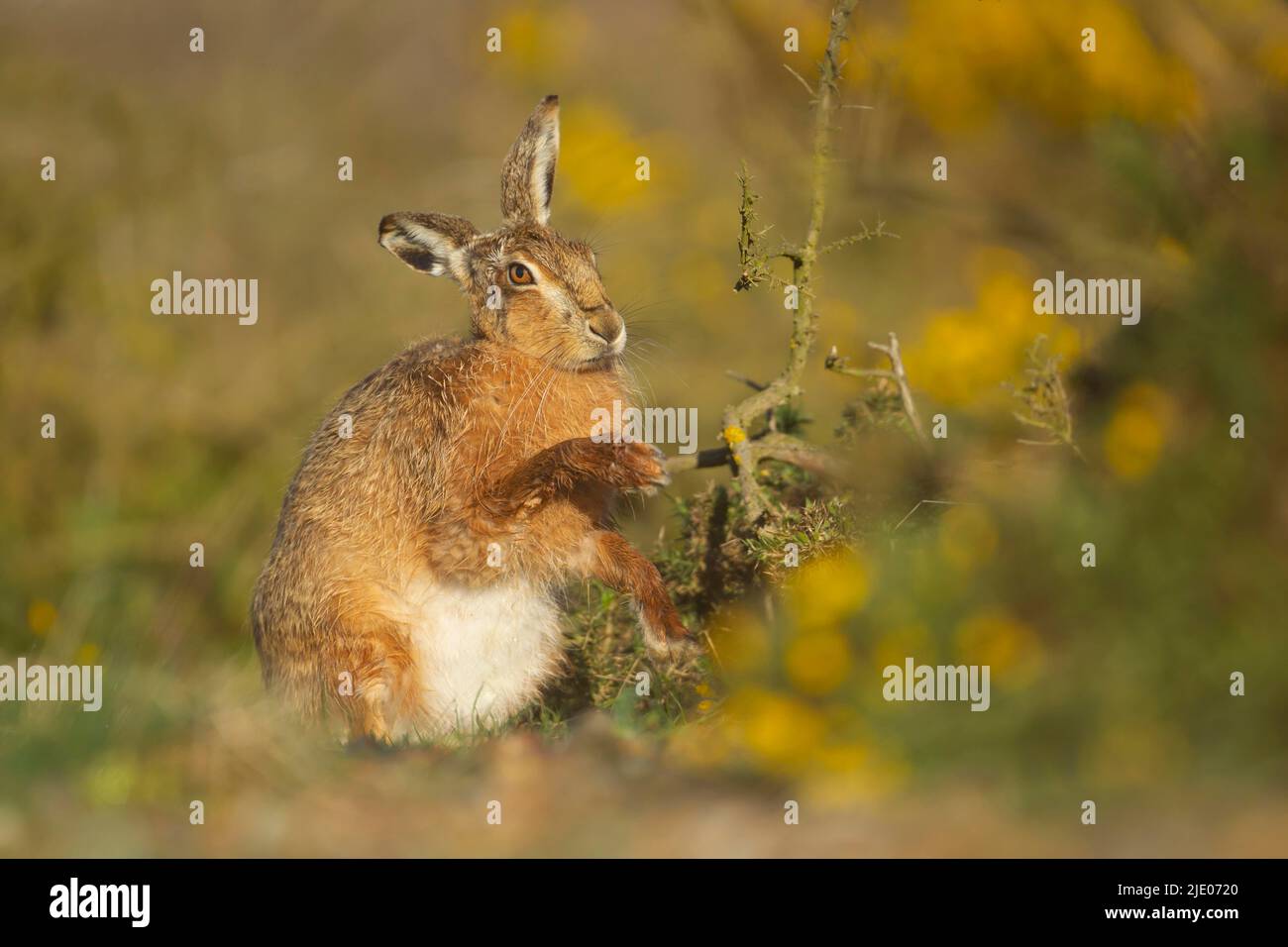 European brown hare (Lepus europaeus) adult stretching its front legs ...