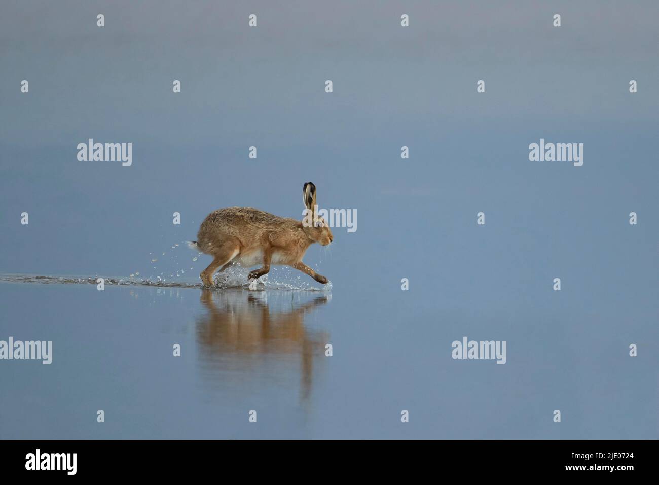 European brown hare (Lepus europaeus) adult running acroos shallow ...