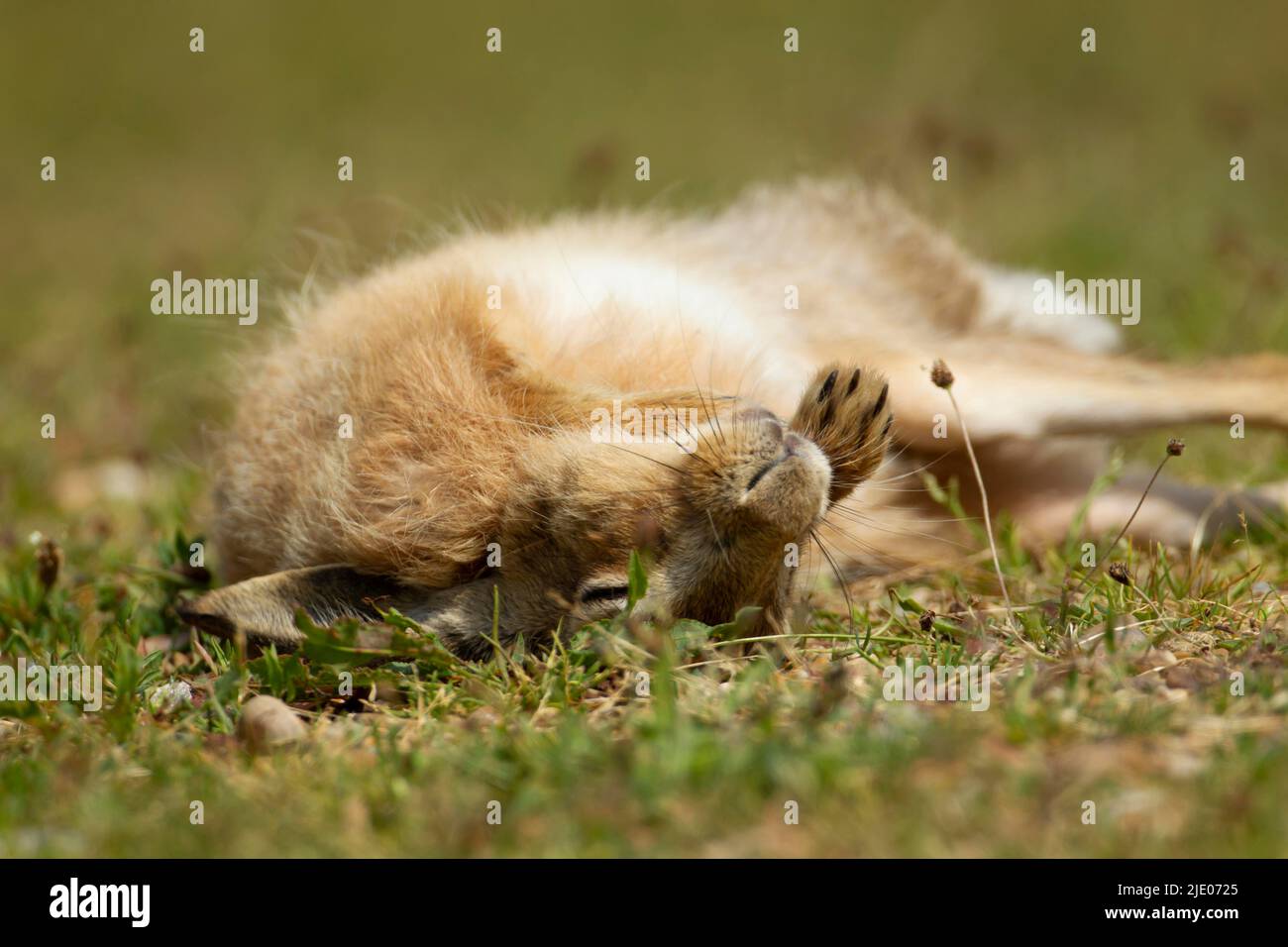Hare sleep hi-res stock photography and images - Alamy