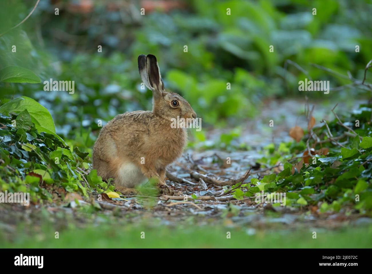 European brown hare (Lepus europaeus) adult on a garden path, Suffolk ...