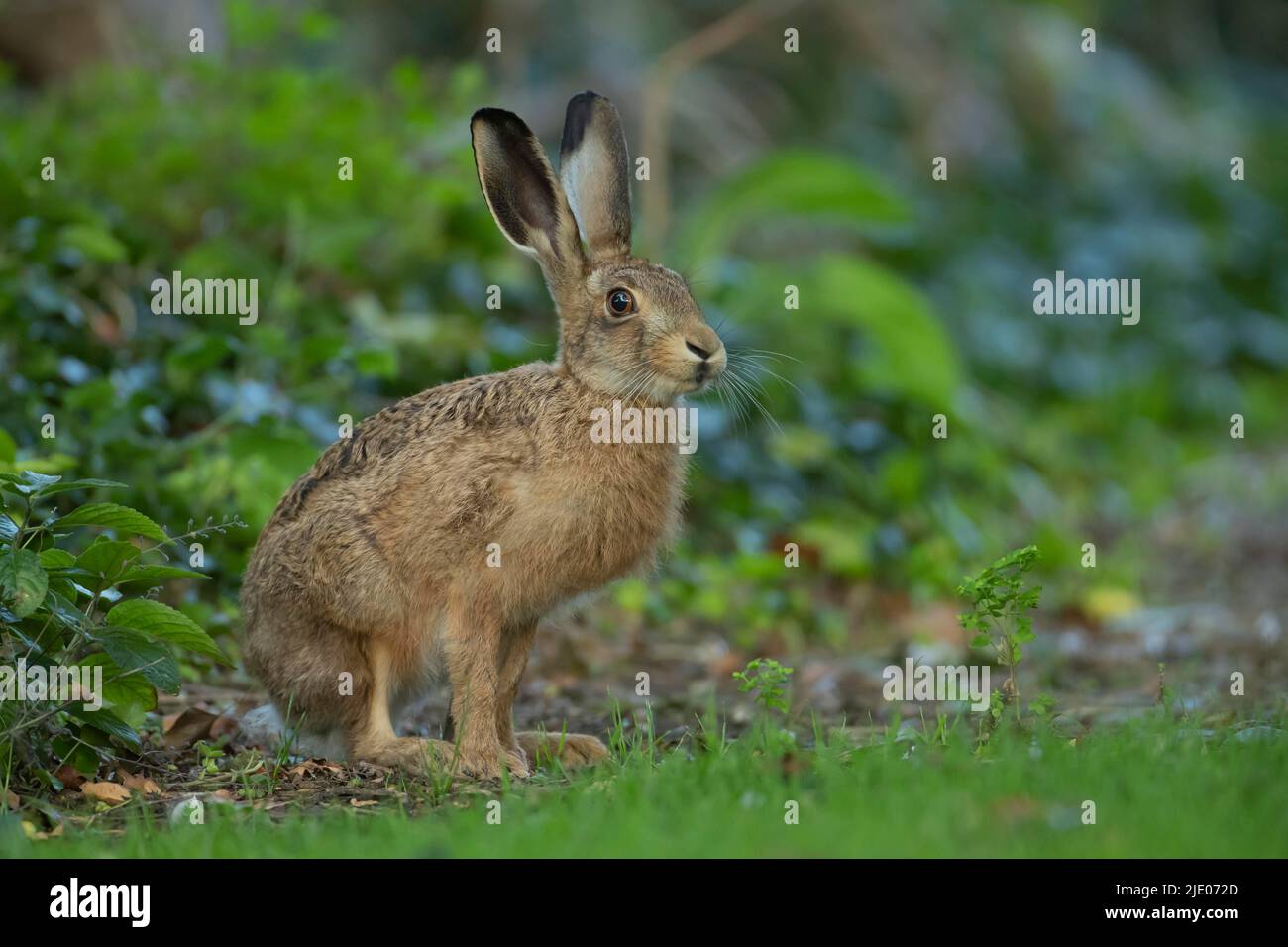 European brown hare (Lepus europaeus) adult on a garden path, Suffolk ...