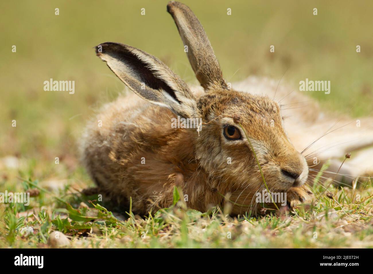 Hare sleep hi-res stock photography and images - Alamy