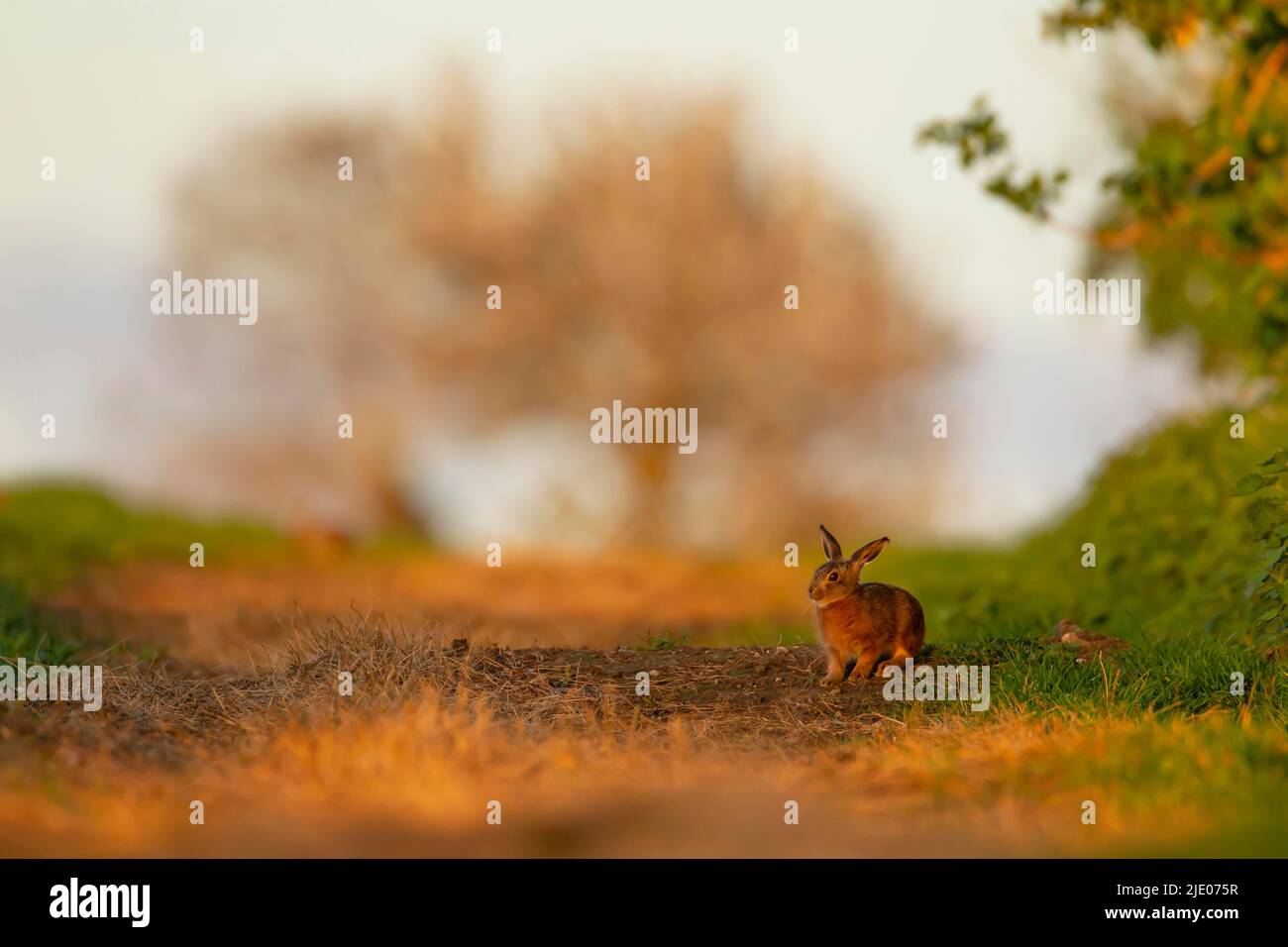European brown hare (Lepus europaeus) juvenile leveret on the edge of a ...