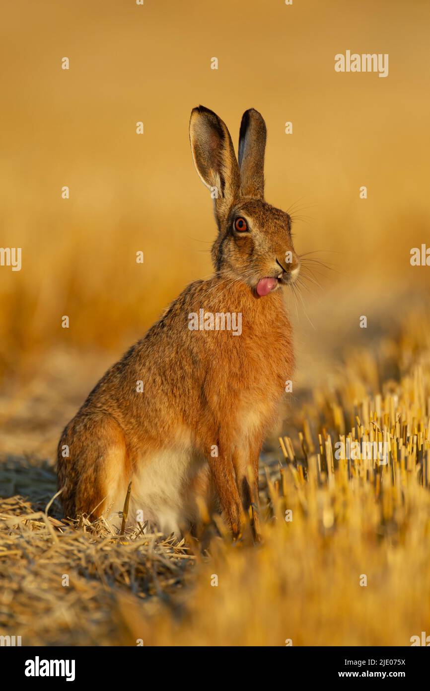 European brown hare (Lepus europaeus) adult sticking its tongue out ...