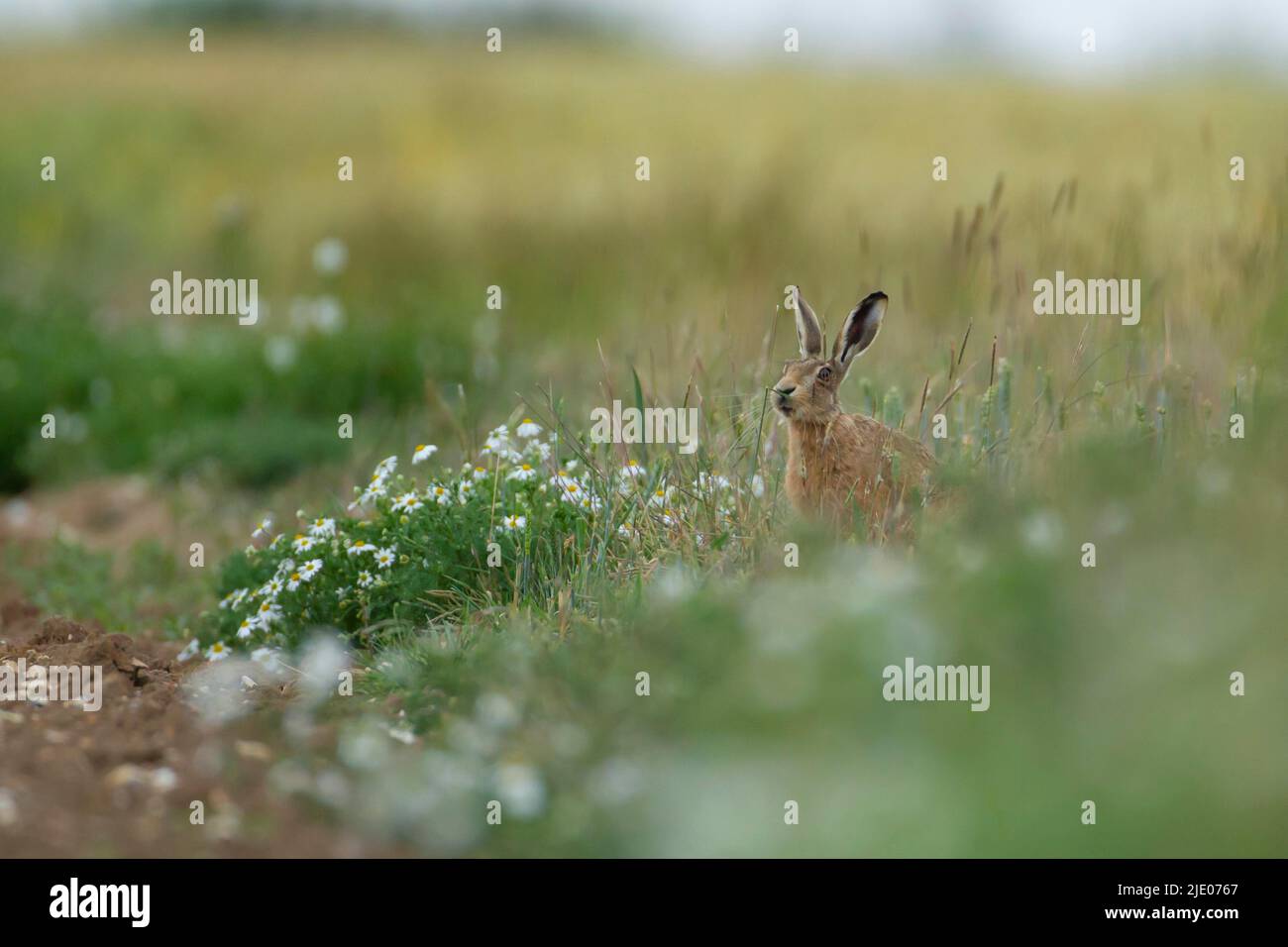 European brown hare (Lepus europaeus) adult feeding in grassland ...