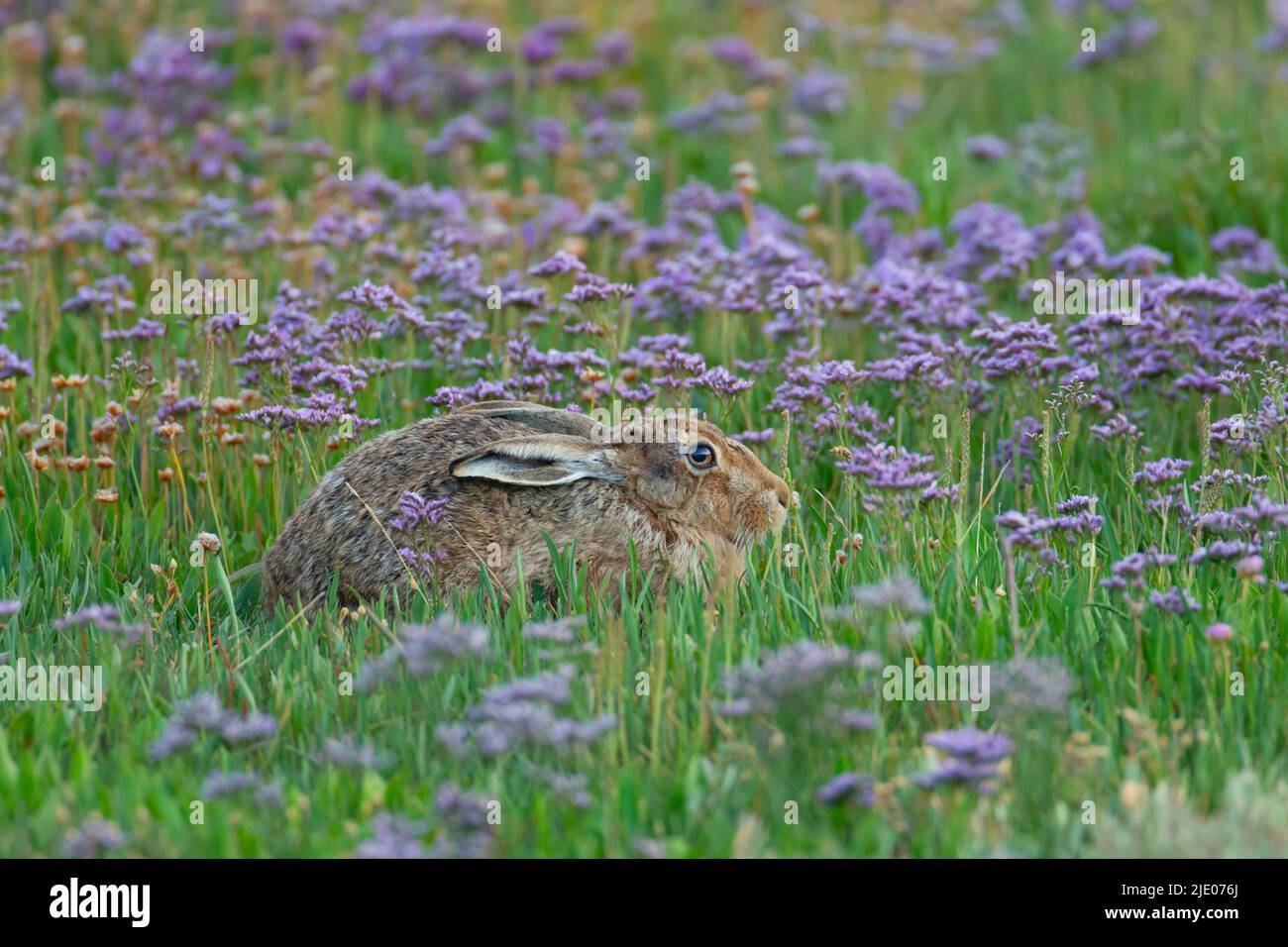 Hare sleep hi-res stock photography and images - Alamy