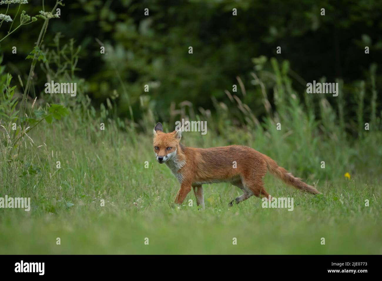 Red fox (Vulpes vulpes) adult walking across grass, Essex, England, United Kingdom Stock Photo ...