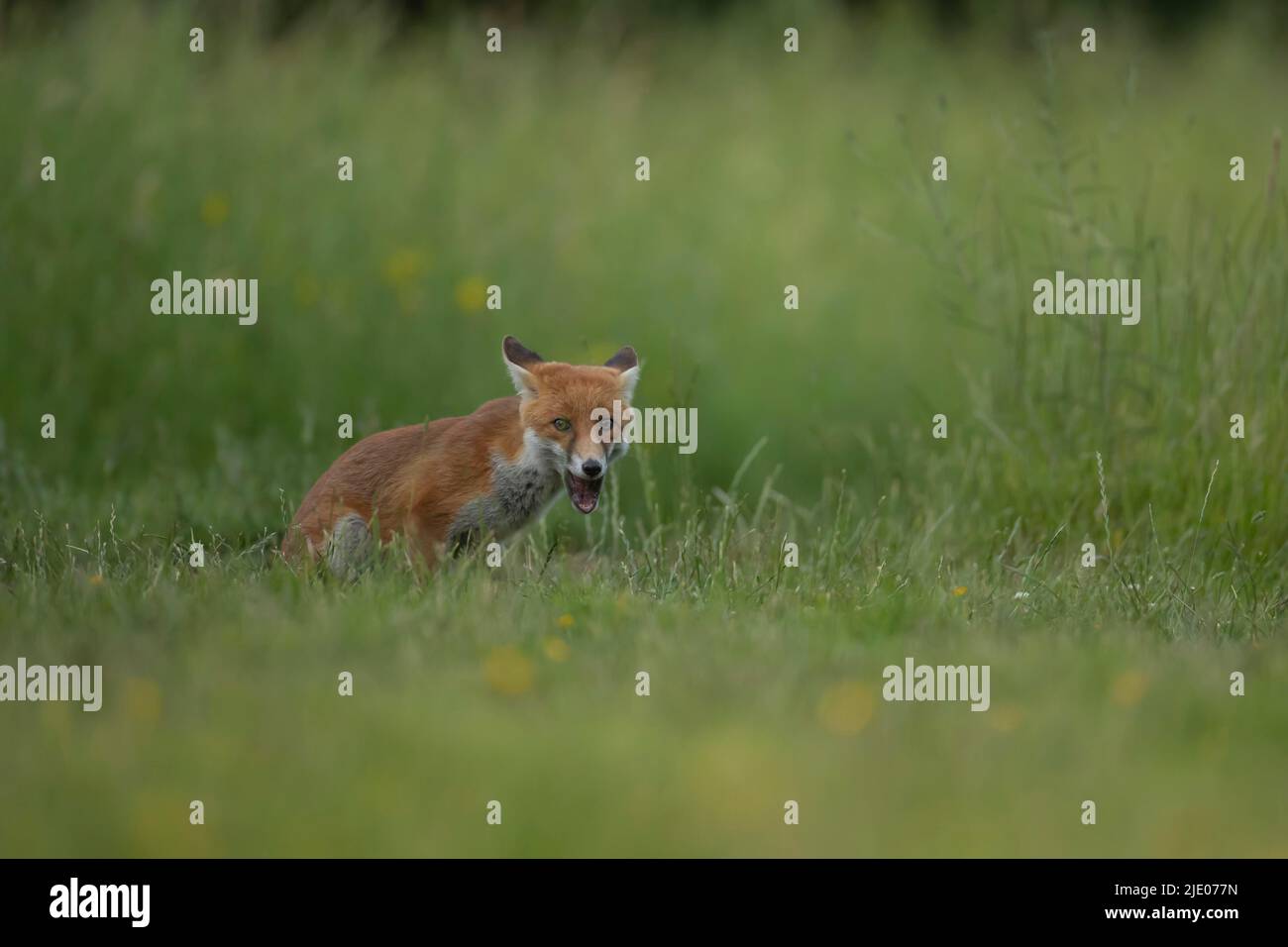Red fox (Vulpes vulpes) adult sitting in a Summer meadow with Buttercup ...