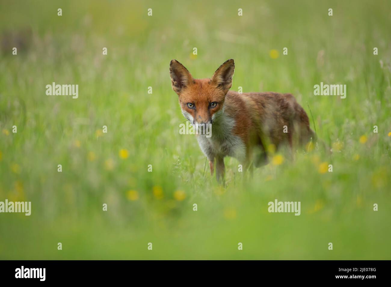 Animal summer england hi-res stock photography and images - Alamy