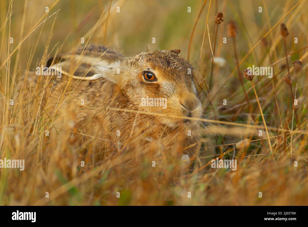 Hare sleep hi-res stock photography and images - Alamy