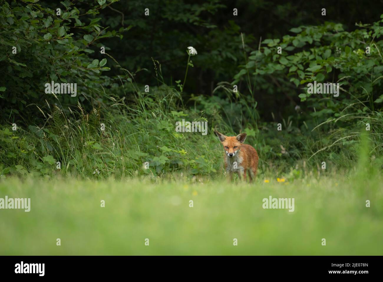 Red fox (Vulpes vulpes) adult standing on the edge of woodland, Essex, England, United Kingdom ...