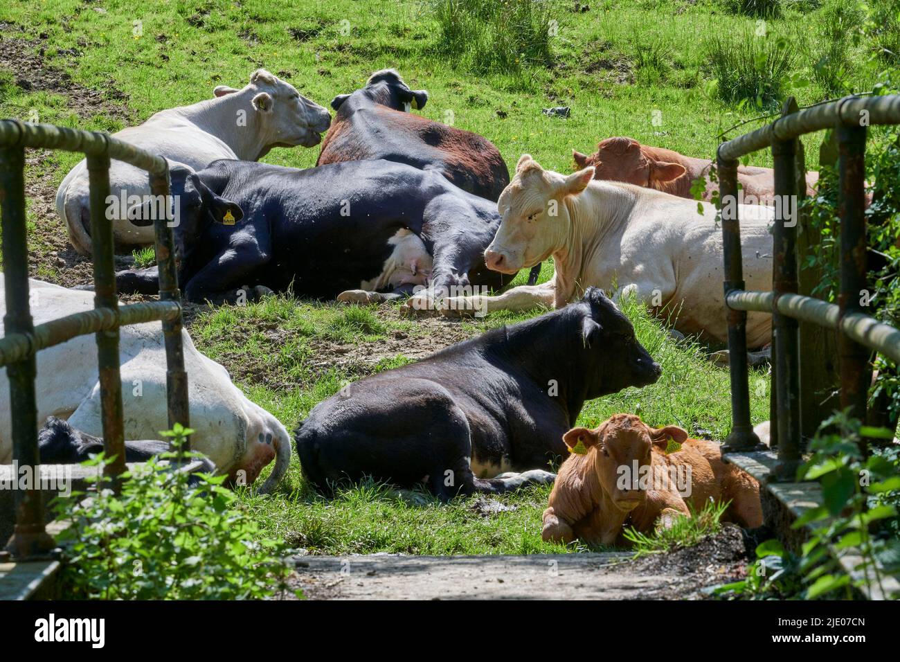 Cows sleeping on the sun, Levisham, North Yorkshire Moors National Park ...