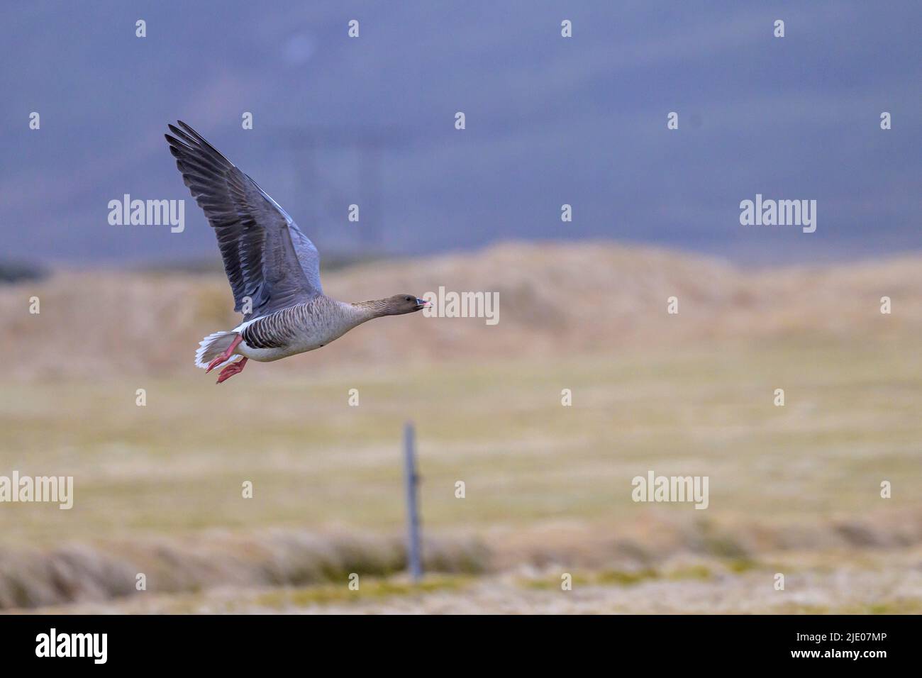 Short-billed goose (Anser brachyrhynchus) in flight, Iceland Stock ...