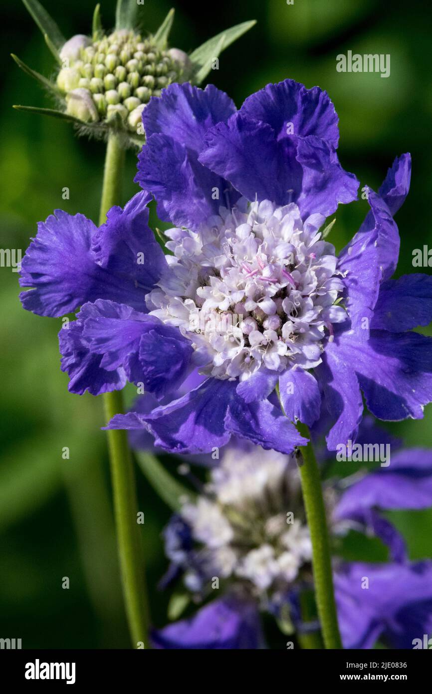 Scabiosa hi-res stock photography and images - Alamy