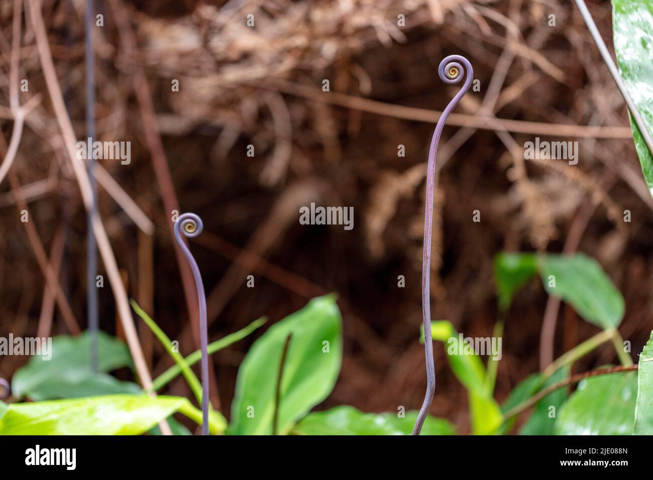 Uluhe fern (Dicranopteris linearis), fern head in the shape of a bishop ...