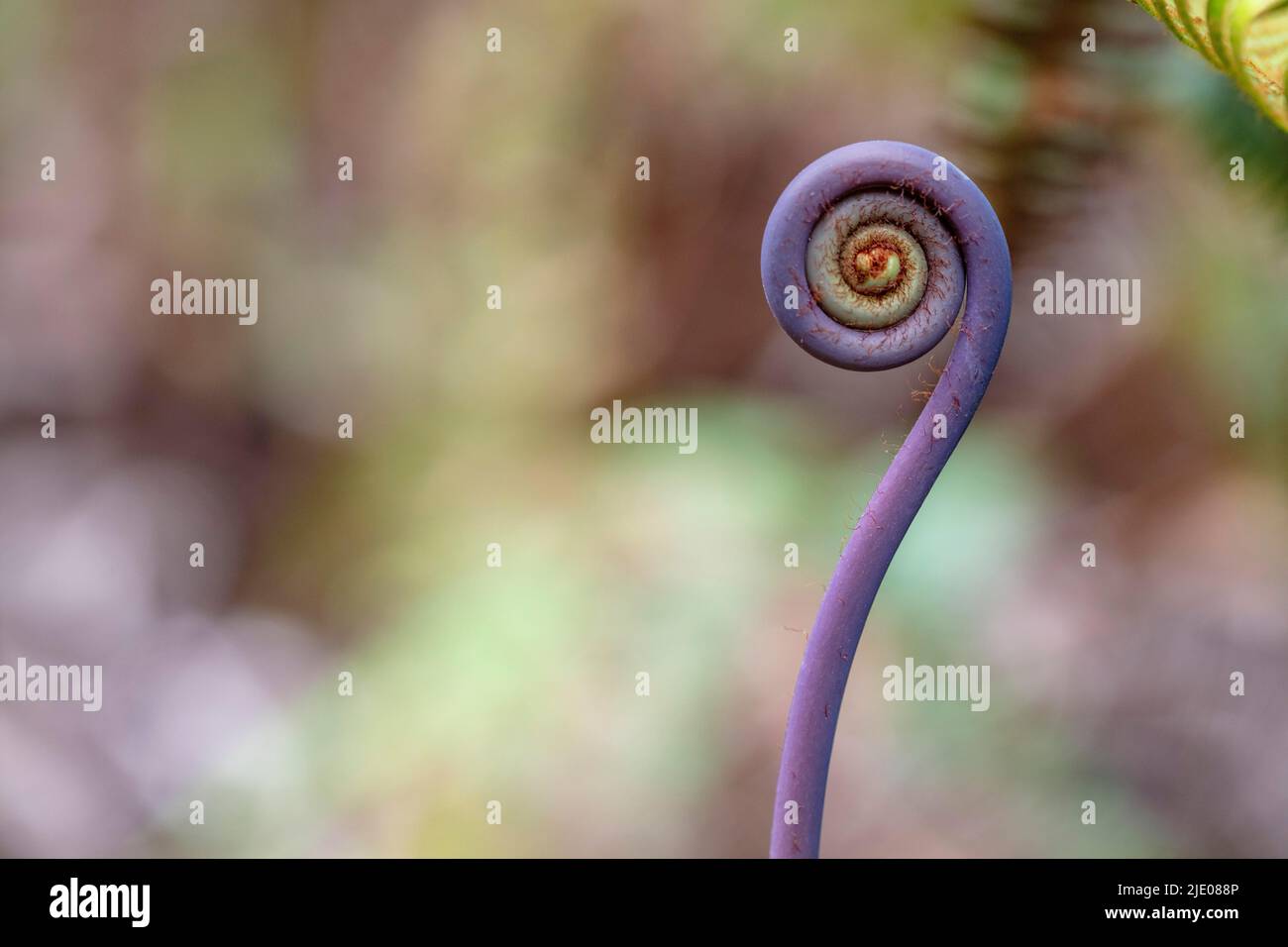 Uluhe fern (Dicranopteris linearis), fern head in the shape of a bishop ...