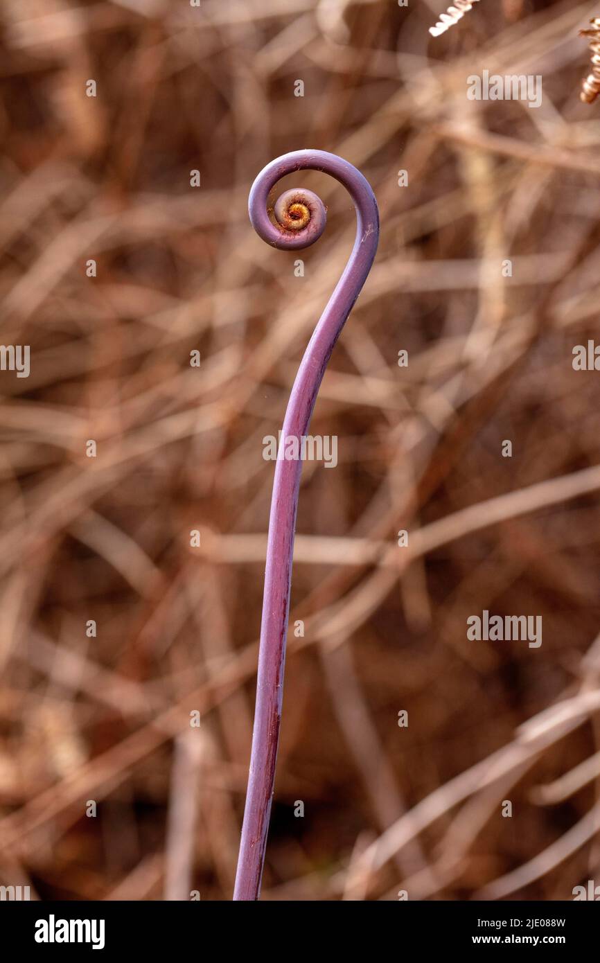 Uluhe fern (Dicranopteris linearis), fern head in the shape of a bishop ...