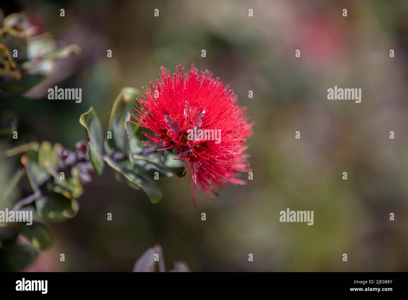 Lehua flower on the Ohia Lehua (ironwood) tree, Kilauea, Big Island of ...