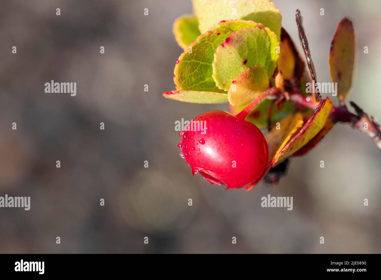 Kau, hawaii island hi-res stock photography and images - Alamy
