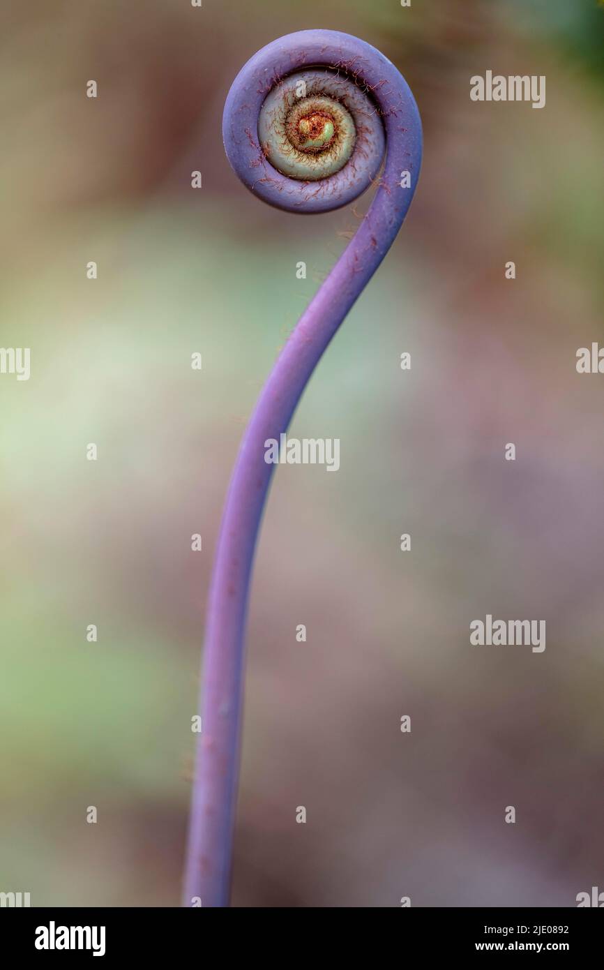 Uluhe fern (Dicranopteris linearis), fern head in the shape of a bishop ...