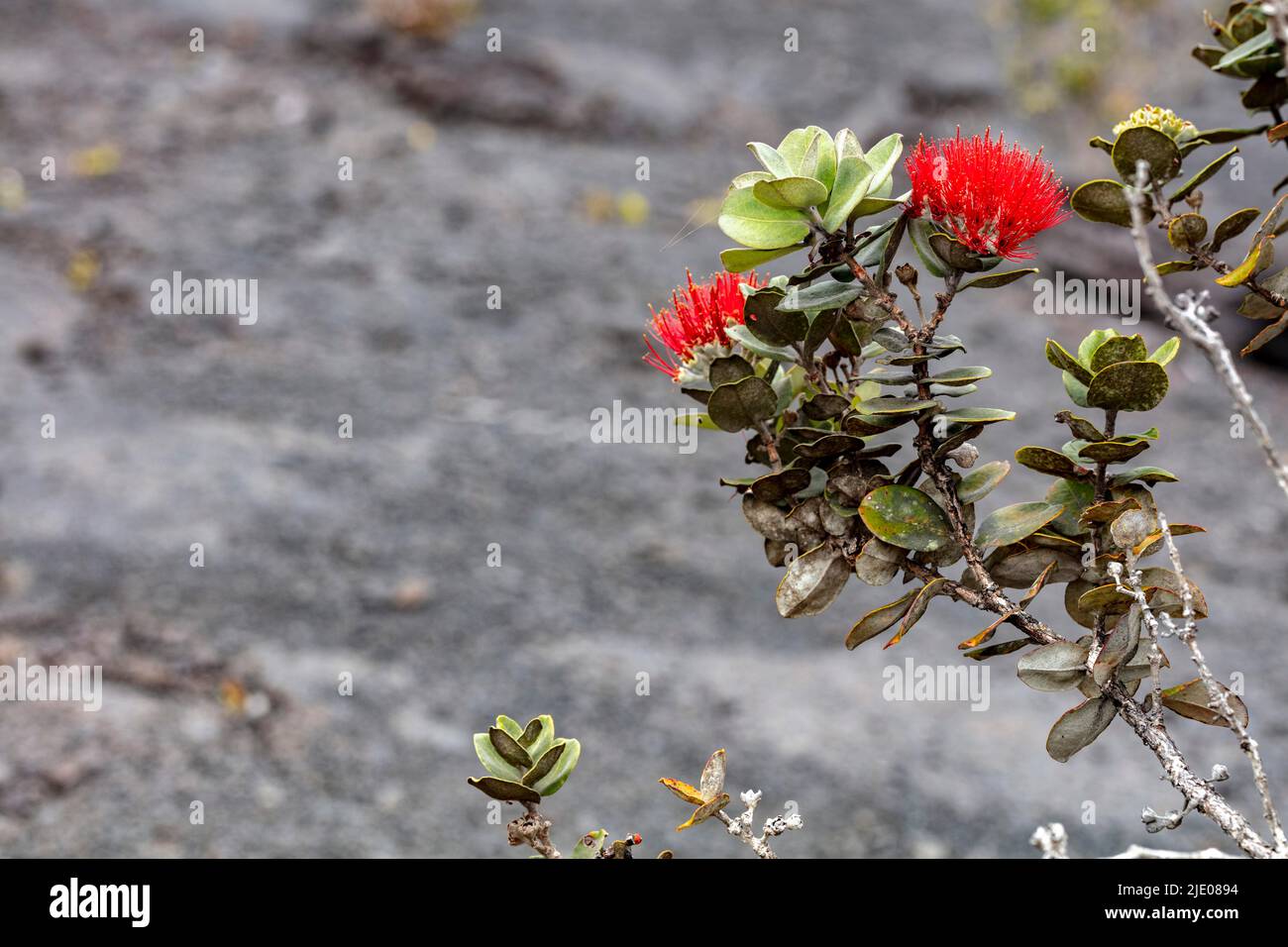 Ohia lehua blossom hi-res stock photography and images - Alamy