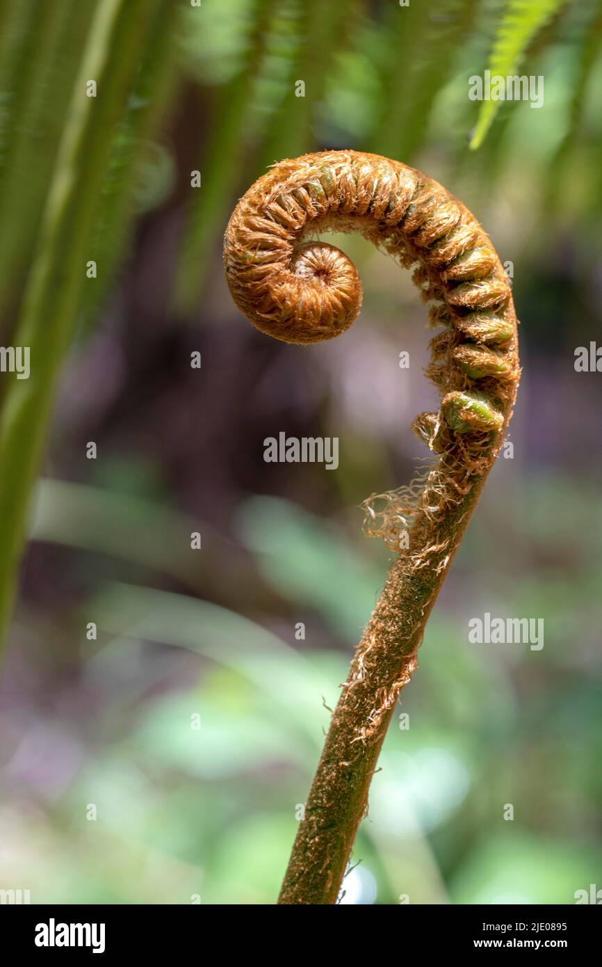 Hapuu fern hi-res stock photography and images - Alamy