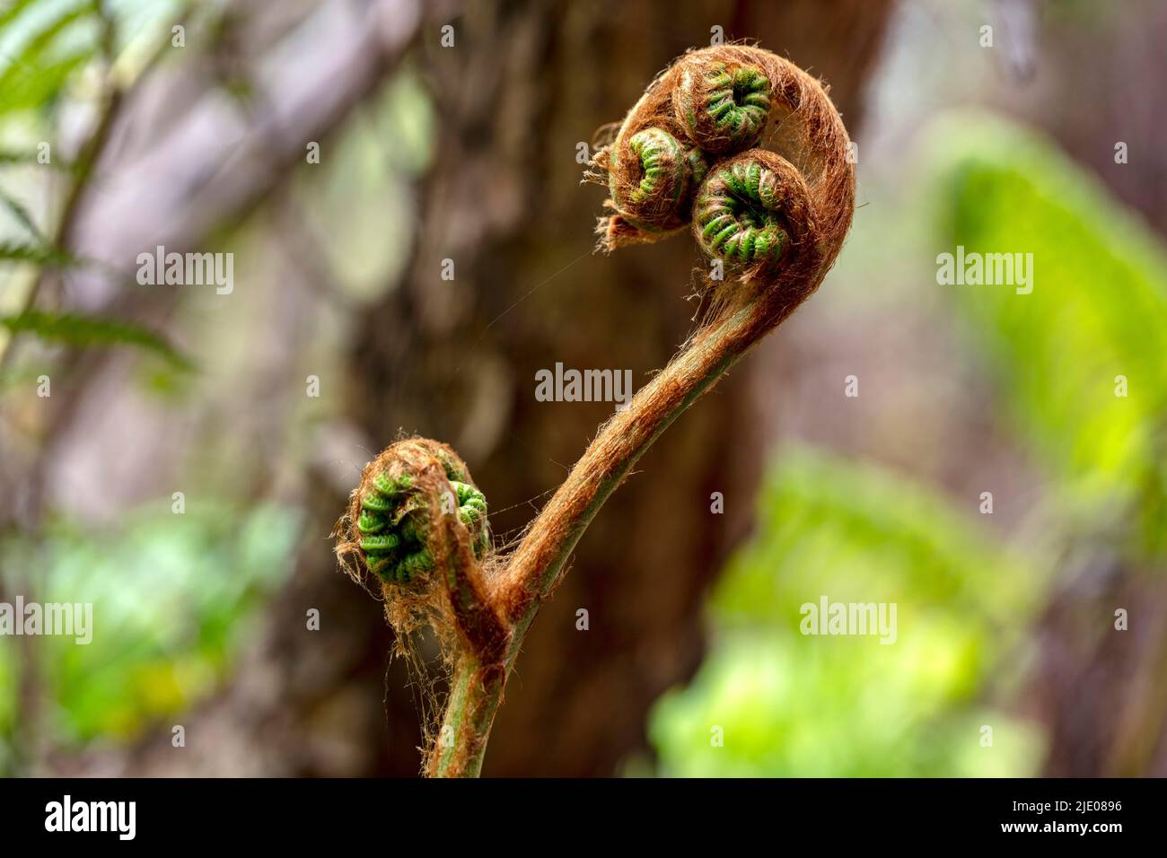 Hapuu fern hi-res stock photography and images - Alamy