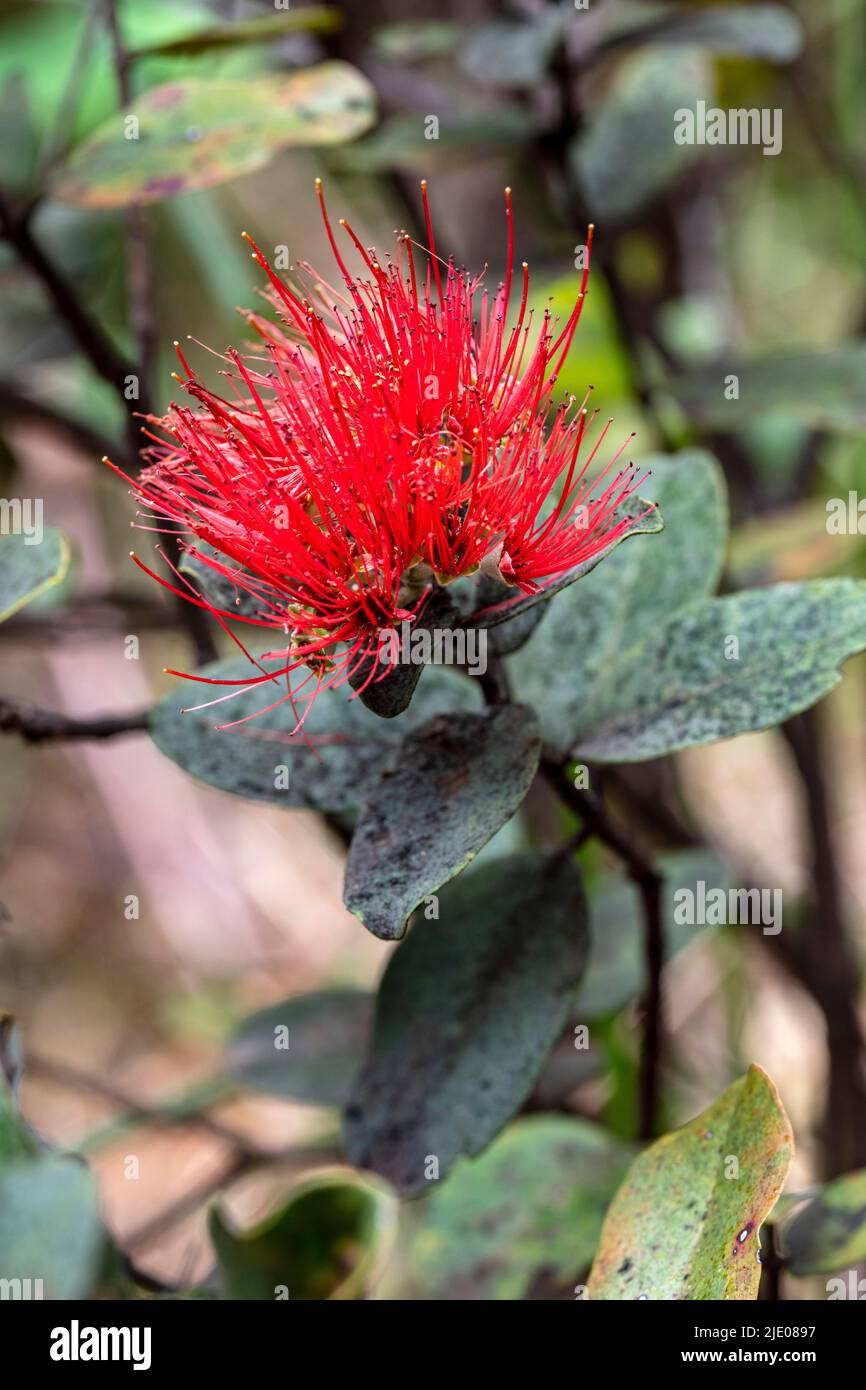 Lehua flower on the Ohia Lehua (ironwood) tree, Kilauea, Big Island of ...