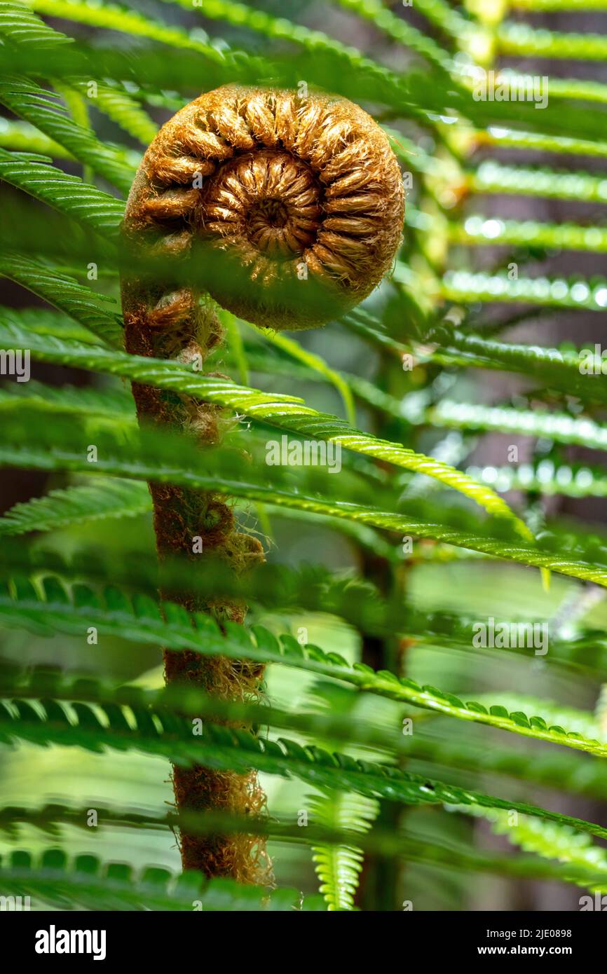 Hapuu fern hi-res stock photography and images - Alamy