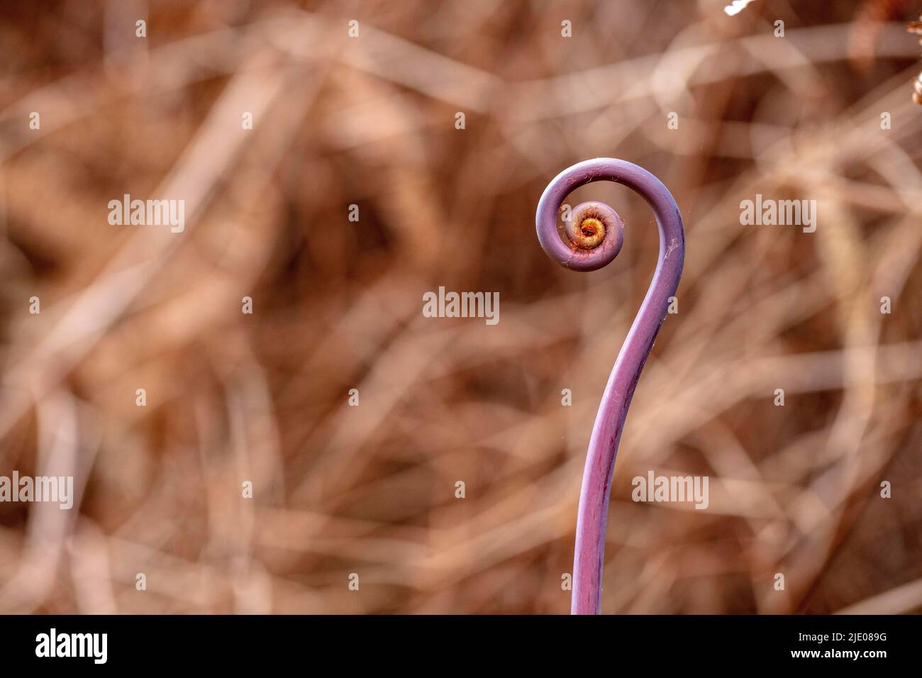Uluhe fern (Dicranopteris linearis), fern head in the shape of a bishop ...