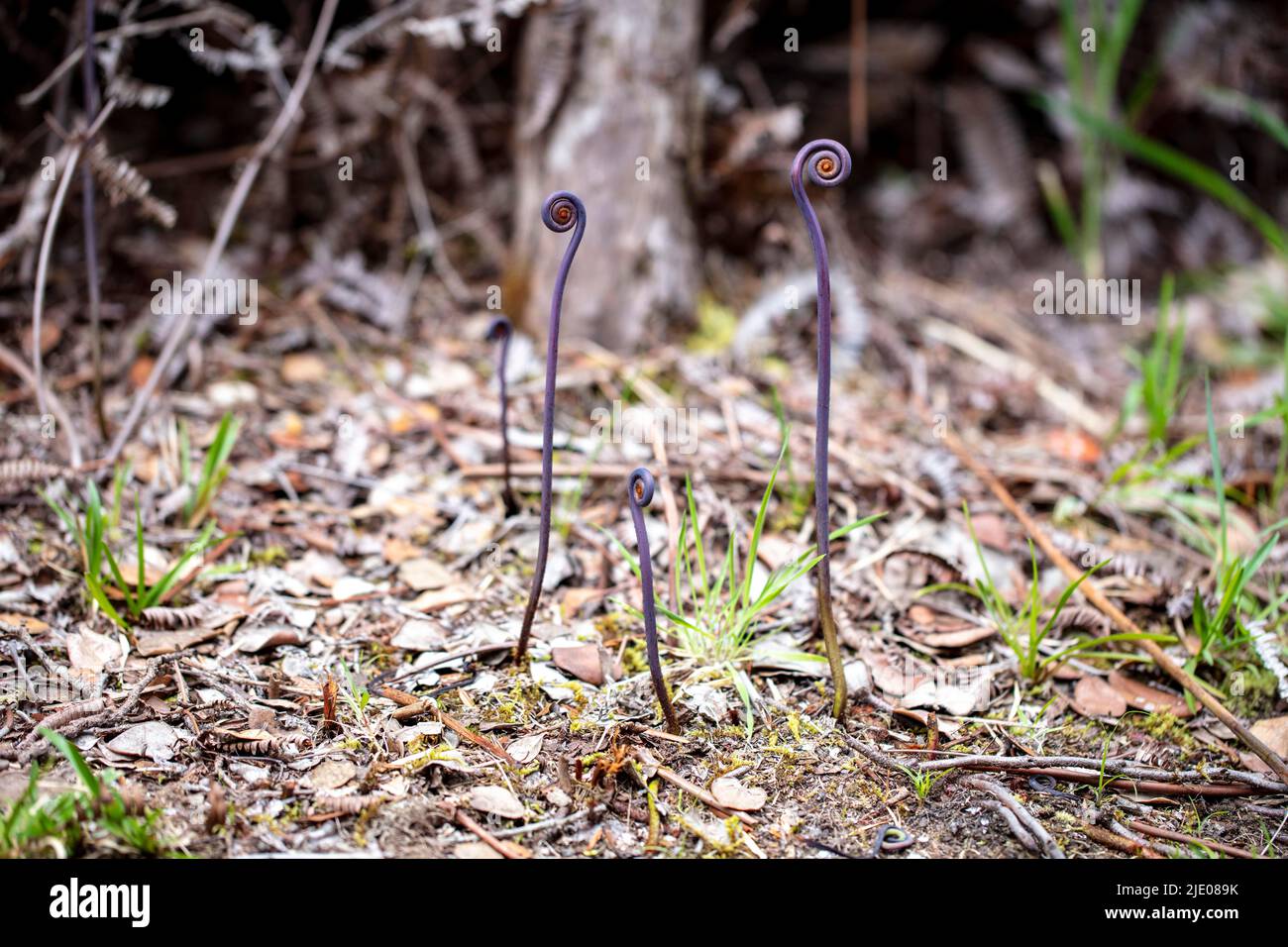 Uluhe fern (Dicranopteris linearis), fern head in the shape of a bishop ...