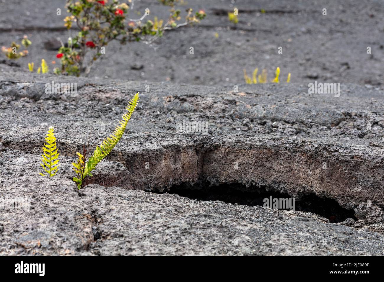 Lava Tube, lava tube, with young ferns, Halema'uma'u crater floor ...