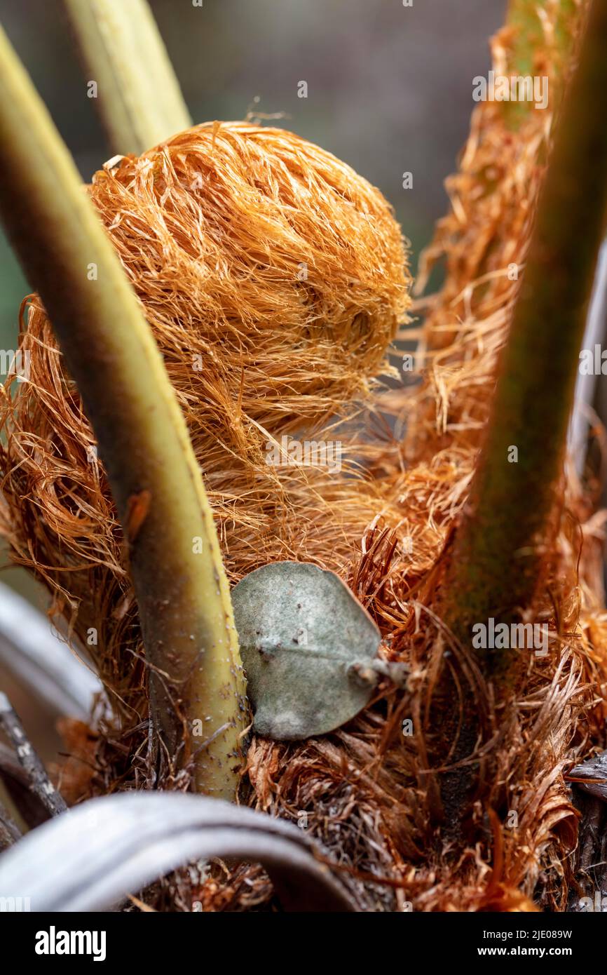 Hapuu fern hi-res stock photography and images - Alamy