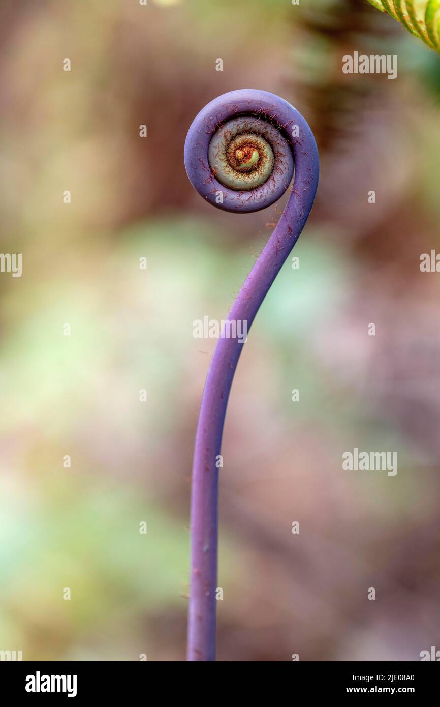 Uluhe fern (Dicranopteris linearis), fern head in the shape of a bishop ...