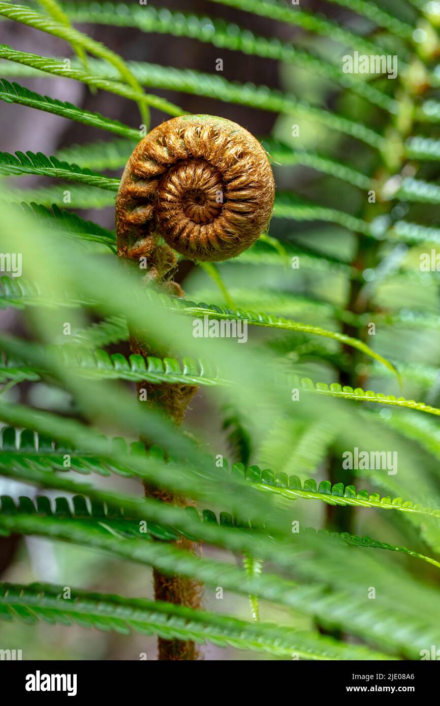 Hapuu fern hi-res stock photography and images - Alamy