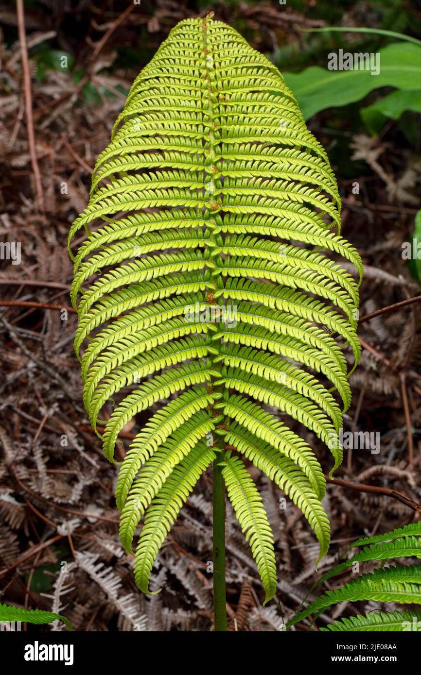 Ama'u 'ama'u fern (Sadleria cyatheoides), Kilauea, Hawai'i Volcanoes ...