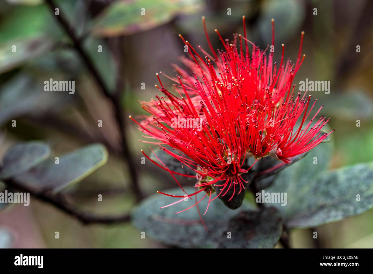 Rata tree hi-res stock photography and images - Alamy