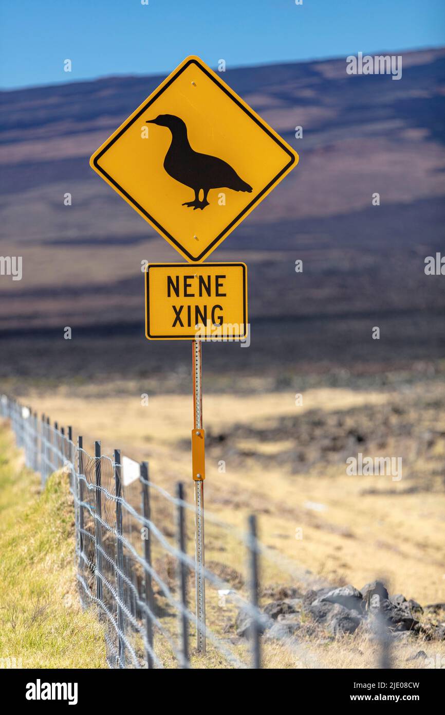 Warning sign, road sign, Nene, Hawaiigans, Saddle Road, Big Island ...