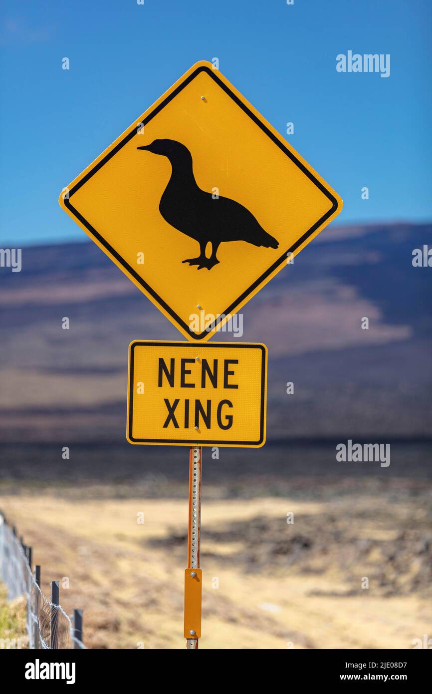 Warning sign, road sign, Nene, Hawaiigans, Saddle Road, Big Island ...