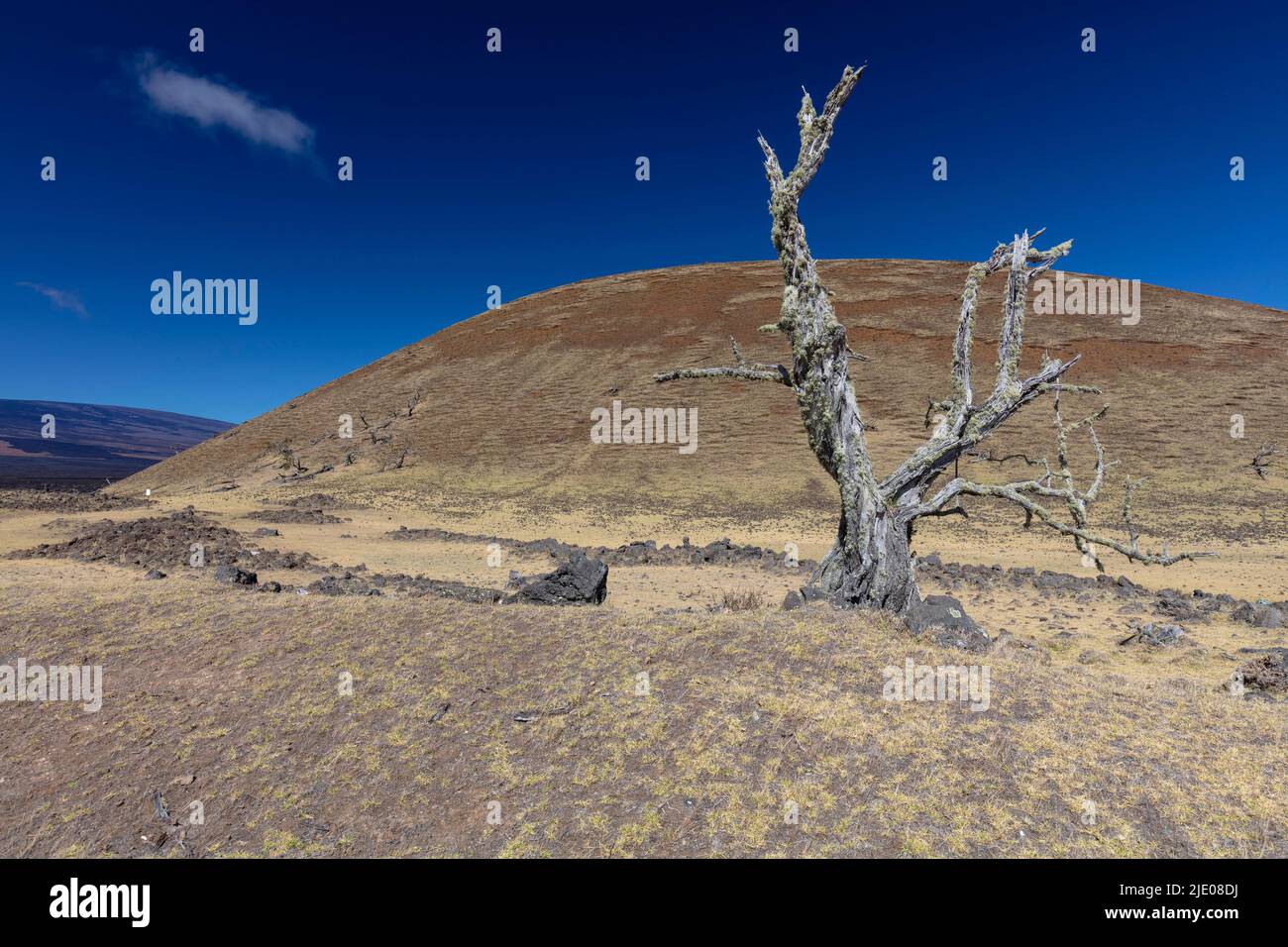 Droughty tree in front of volcanic crater, Saddle Road, Big Island ...