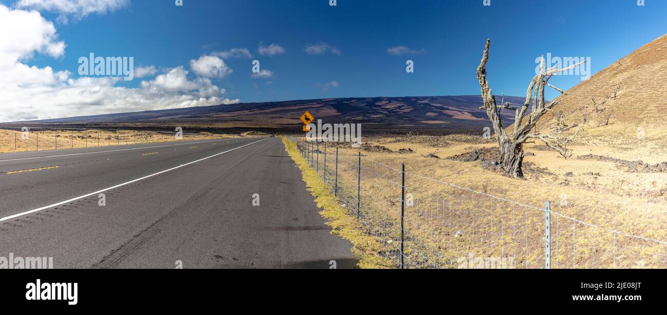 Panorama, Saddle Road, Mauna Loa volcano in the back, Big Island ...