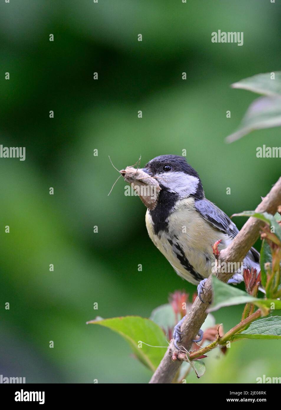 Great tit (Parus major) has moth in its beak, feeding young, Stuttgart ...