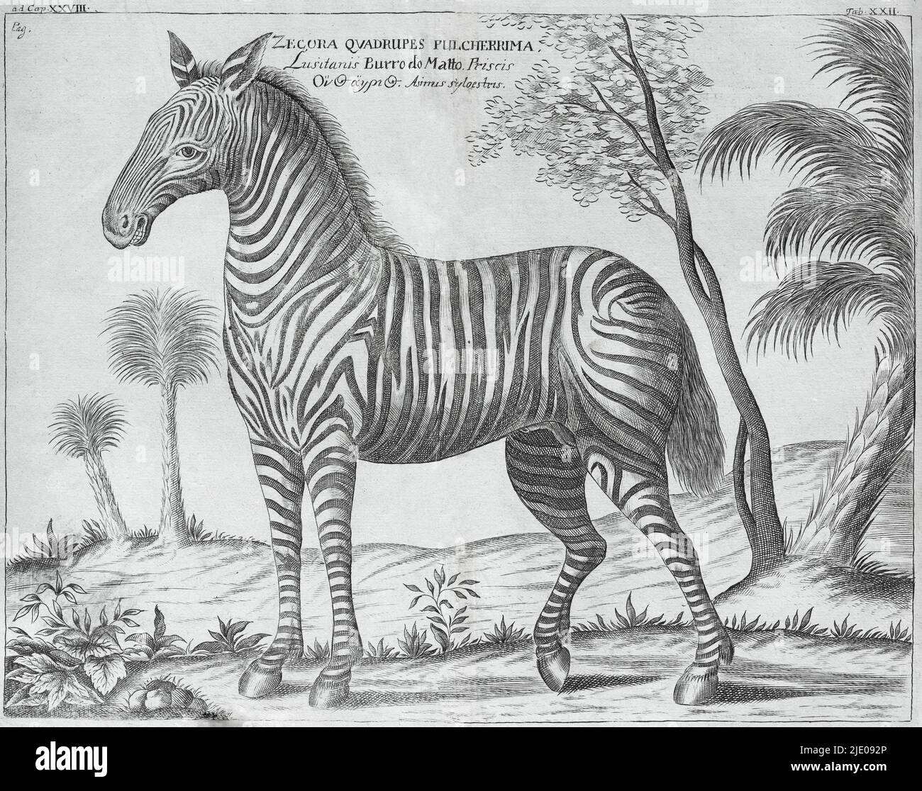 Zebra (equus grevyi), old book cover, copperplate engraving from Museum ...