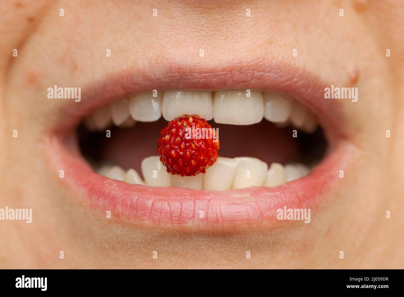 Detail of open human mouth with one fresh ripe red wild strawberry ...